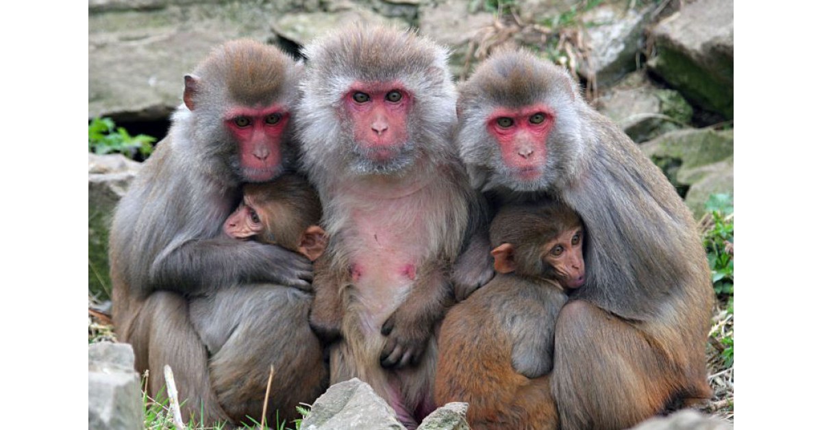 Alpha Genesis Monkeys Receive Royal Treatment Throughout Hurricane ...
