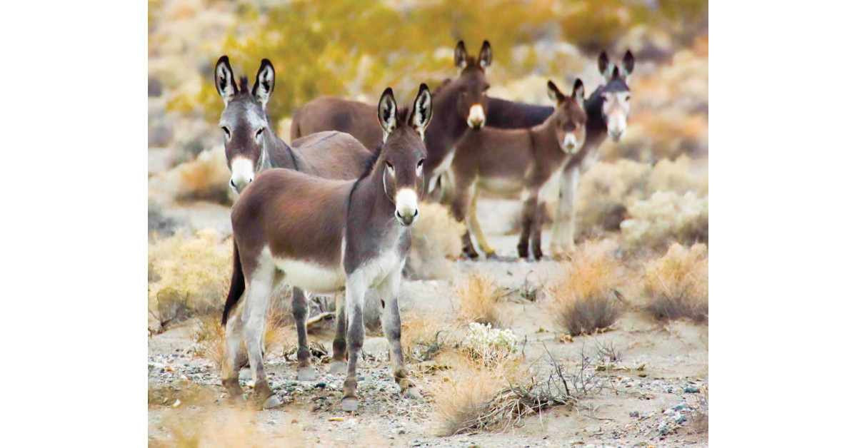 3,000 Wild Donkeys Headed to the Peaceful Valley Donkey Rescue | Newswire
