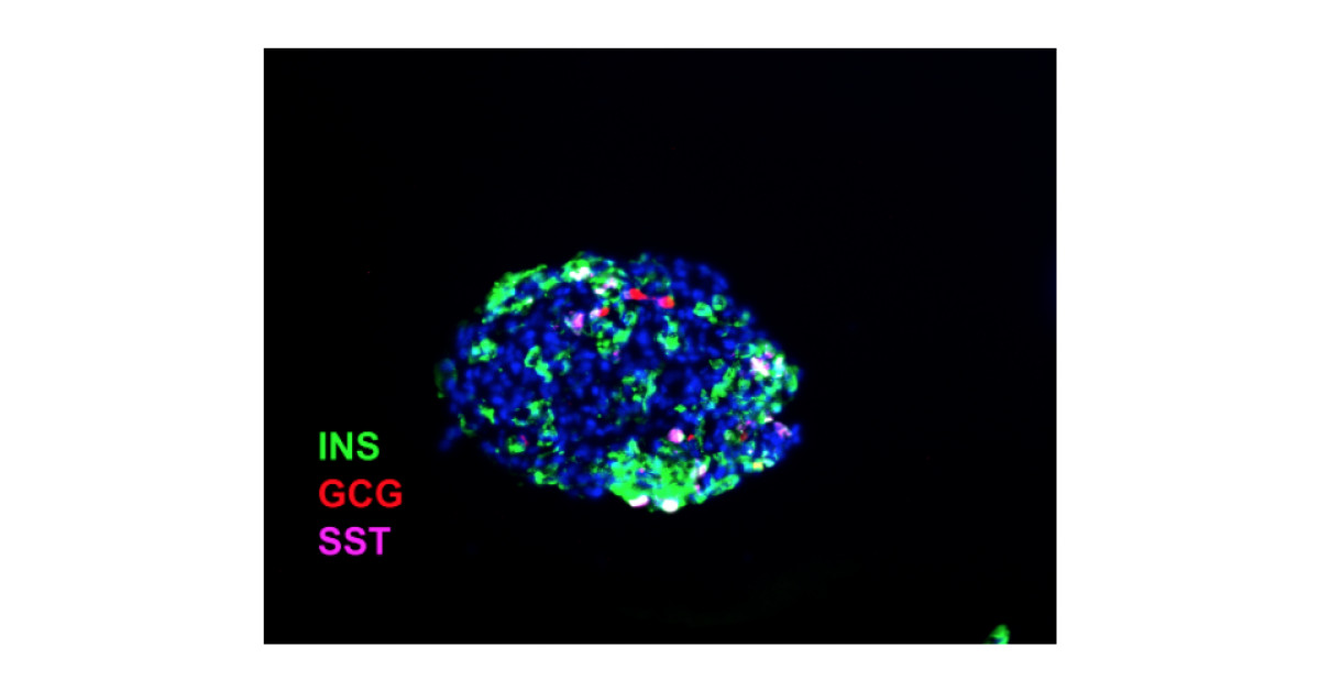 Seraxis Presents Successful Results Using Synthetic Replacement ...