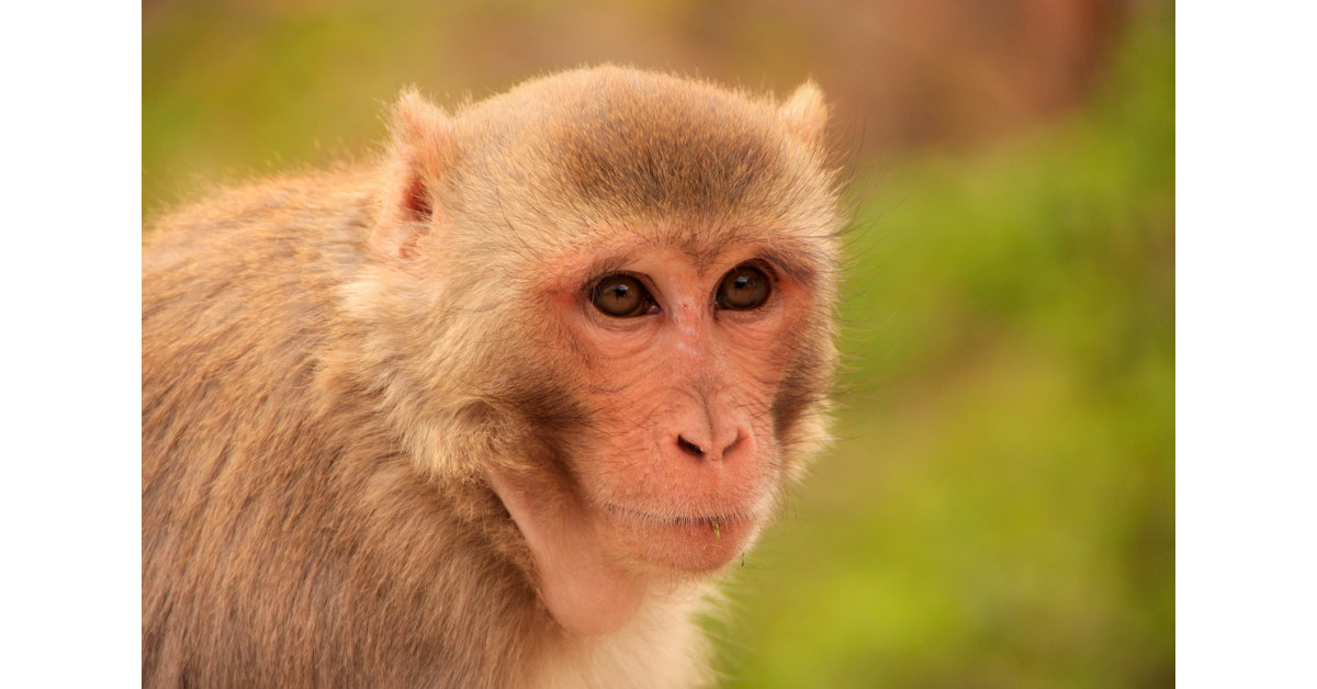 Alpha Genesis Proposes Innovative Management Model to Transform ...