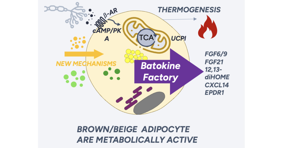 Canary Cure Therapeutics Unveils Breakthrough Human Cell Data for Next ...