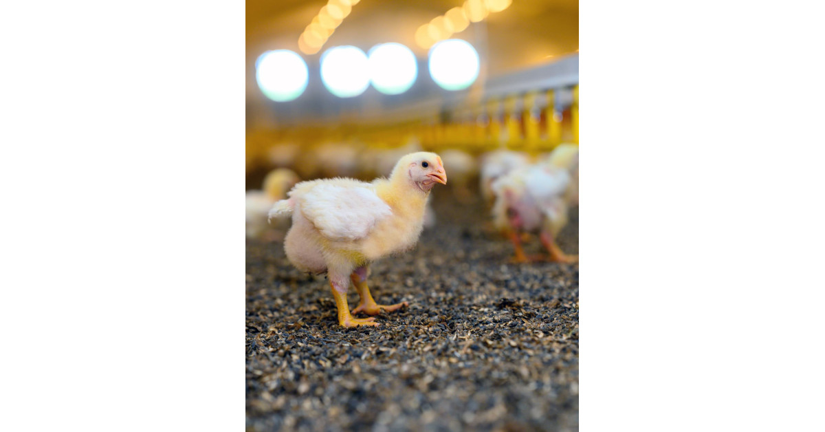 Enviro Tech Launches PD2 Litter Treatment for Performance Supportive ...