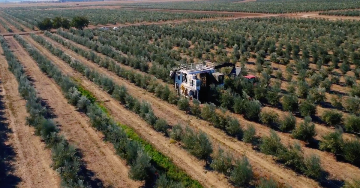 California Olive Oil Council Promotes Excellence and Authenticity in ...