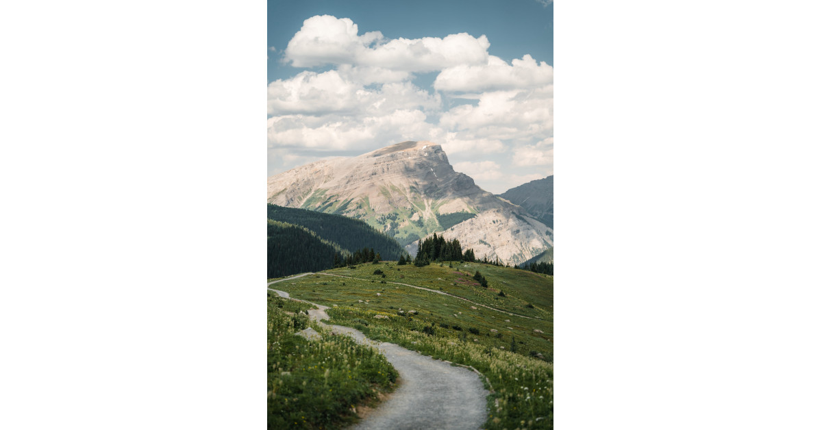 Discover Banff Sunshine’s Wildflowers in Bloom at the Sunshine Meadows ...