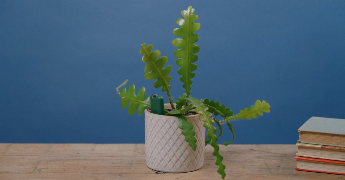 SmartyPlants: The Innovation That's Set to Revolutionize Houseplant ...