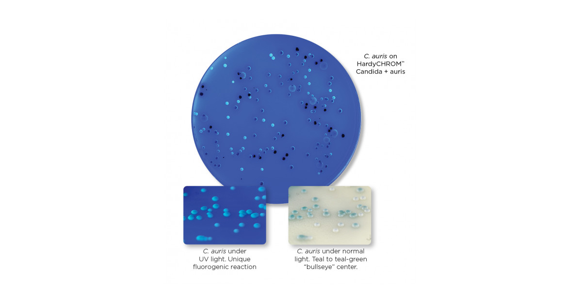 Hardy Diagnostics Releases HardyCHROM™ Candida + auris | Newswire