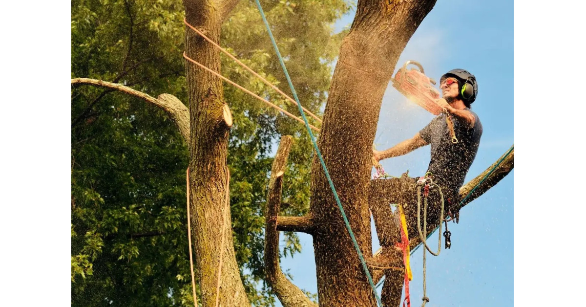 Trees Plus LTD Delivers Expert Tree Cutting Service in Atlanta for Safe ...