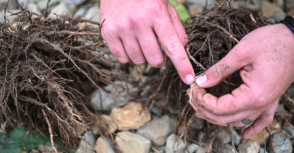 BW Fusion to Present Total Performance Crop Nutrition Programs at ...