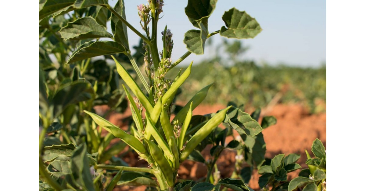 Introducing the Only True USDA Organic Certified Guar Powder | Newswire