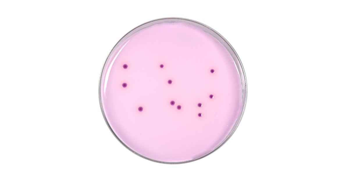 Introducing HardyCHROM Burkholderia Cepacia Complex for USP | Newswire