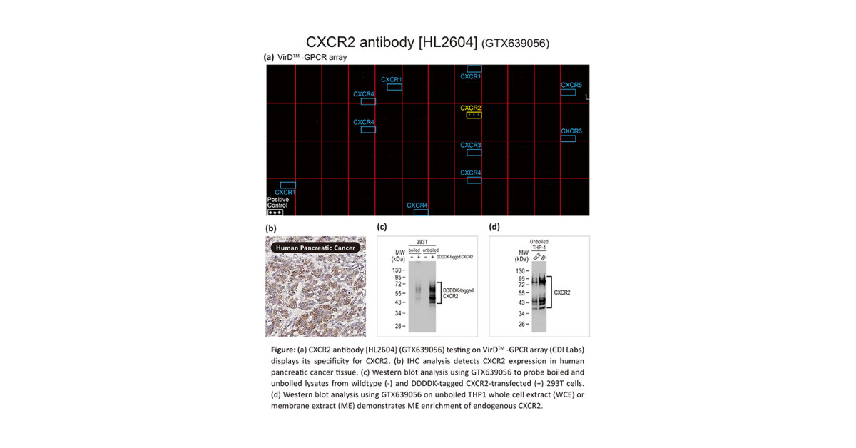GeneTex Augments Its GPCR Reagent Portfolio With a Highly Specific ...