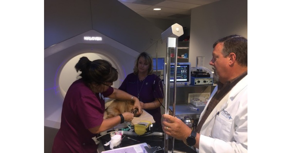 PetCure Oncology Continues to Provide Care for Pets With Cancer During ...