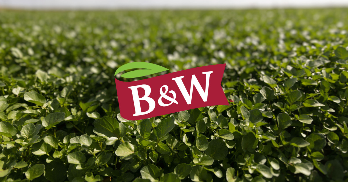 B&W Quality Growers Discusses How Watercress Can Improve the Aging ...