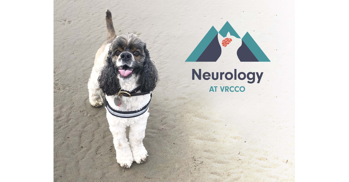 Veterinary Brain Surgery at the Veterinary Referral Center of Central ...