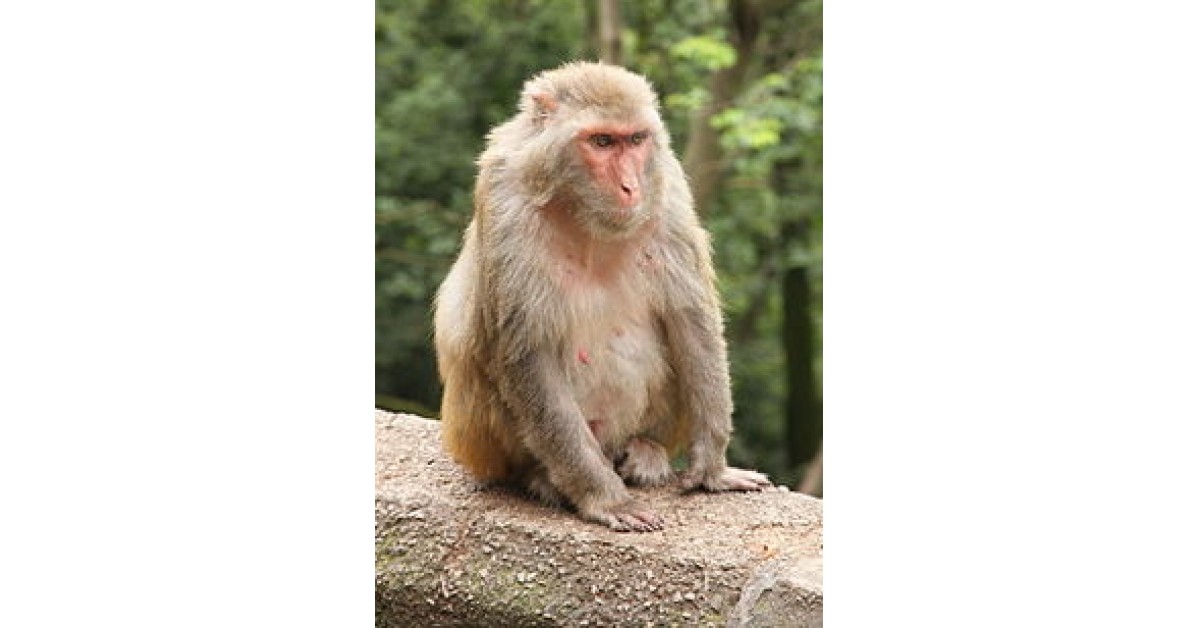 Primate Research Center Alpha Genesis Expands Research Program | Newswire