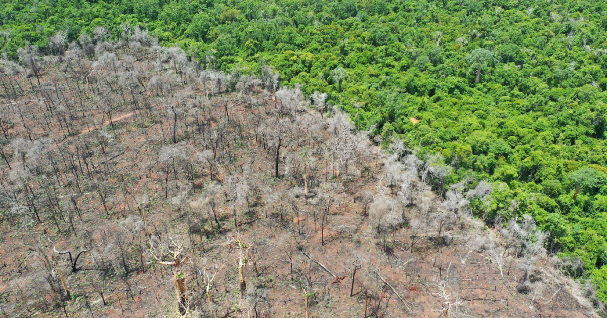 Madagascar Commits to Zero Forest Loss in Protected Areas by 2030 ...
