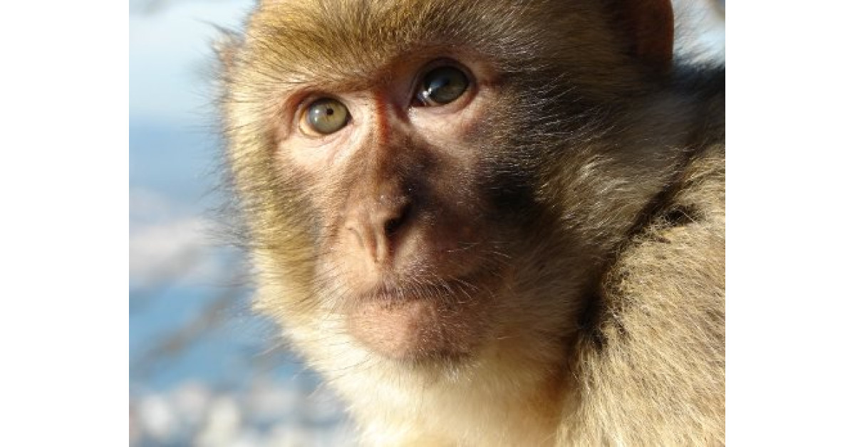 Alpha Genesis Primate Research Center Celebrates Successful USDA ...