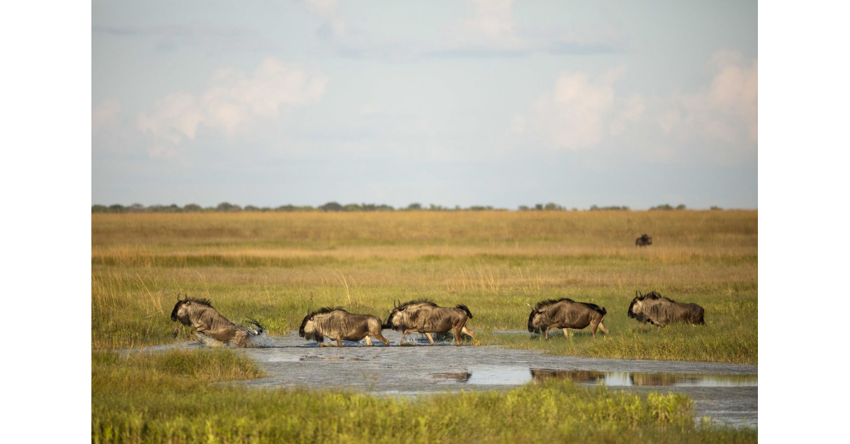 African Parks Announces $1 Billion Dollar Initiative for Africa | Newswire