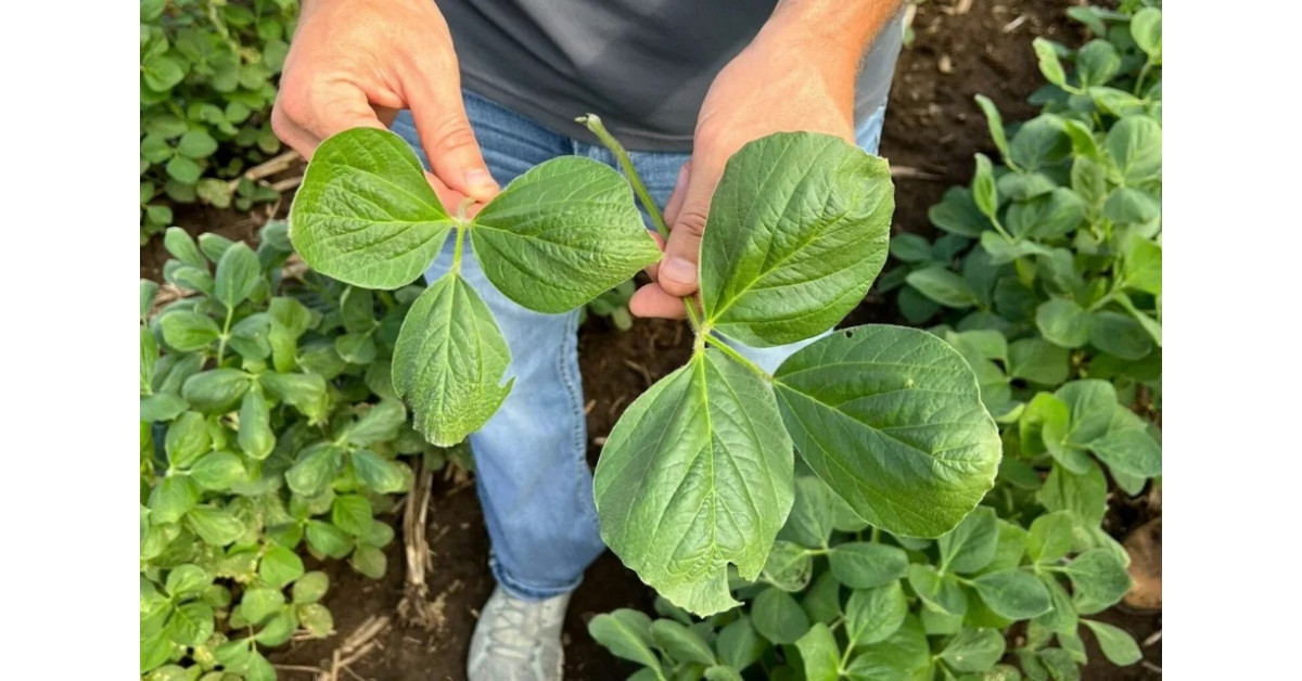 BW Fusion Hosts Free Webinar for Growers: Maximizing Photosynthesis ...